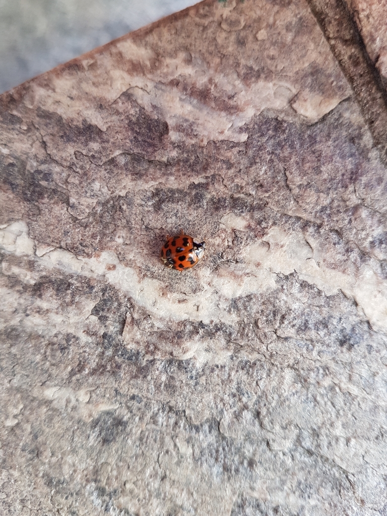 Asian Lady Beetle in October 2019 by max_we · iNaturalist