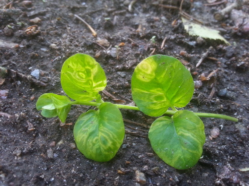 Género Tobravirus · iNaturalist Mexico