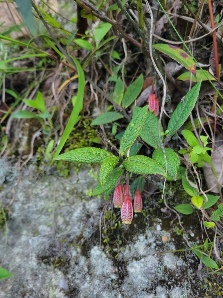 Agapetes incurvata from Bomdila 790001 on July 11, 2025 at 04:14 PM by ...