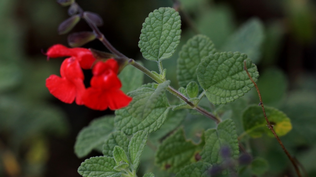 mirto chico (Plantas y polinizadores de San Gabriel Chilac) · iNaturalist