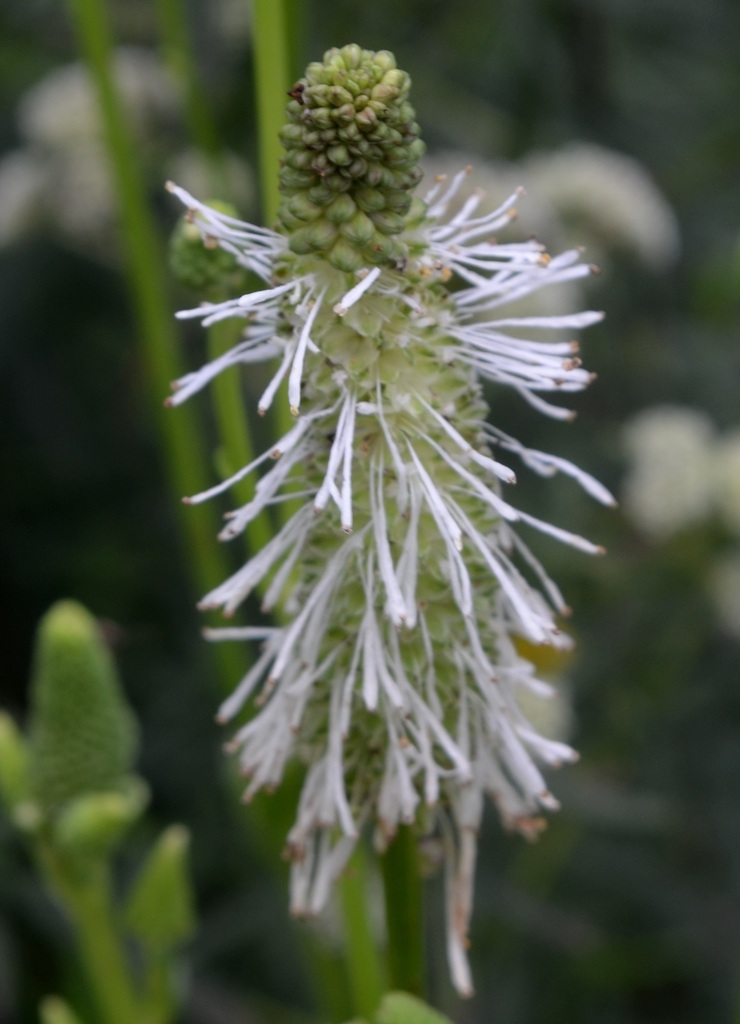burnets (Sanguisorba) - Botanical Realm