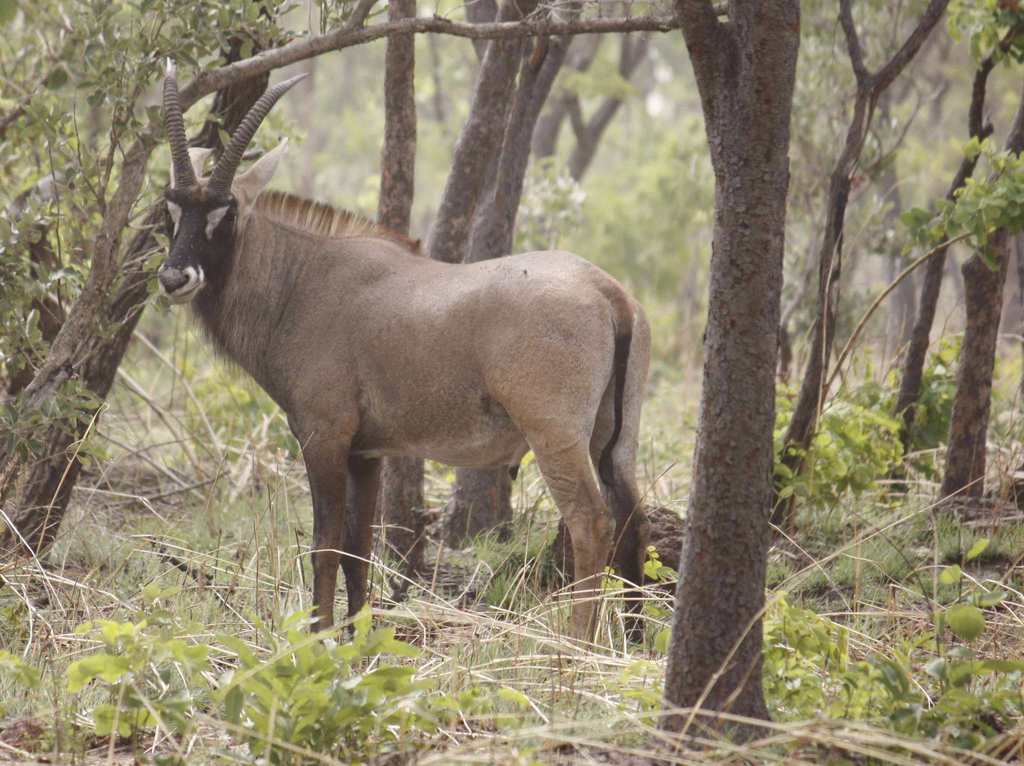 Western Roan Antelope from Tanguiéta, Benin on March 10, 2012 at 10:58 ...