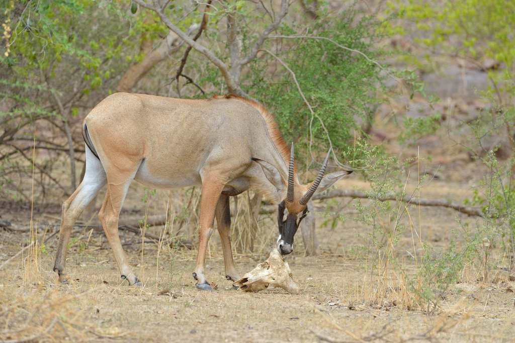 Western Roan Antelope (Hippotragus equinus koba) - Know Your Mammals