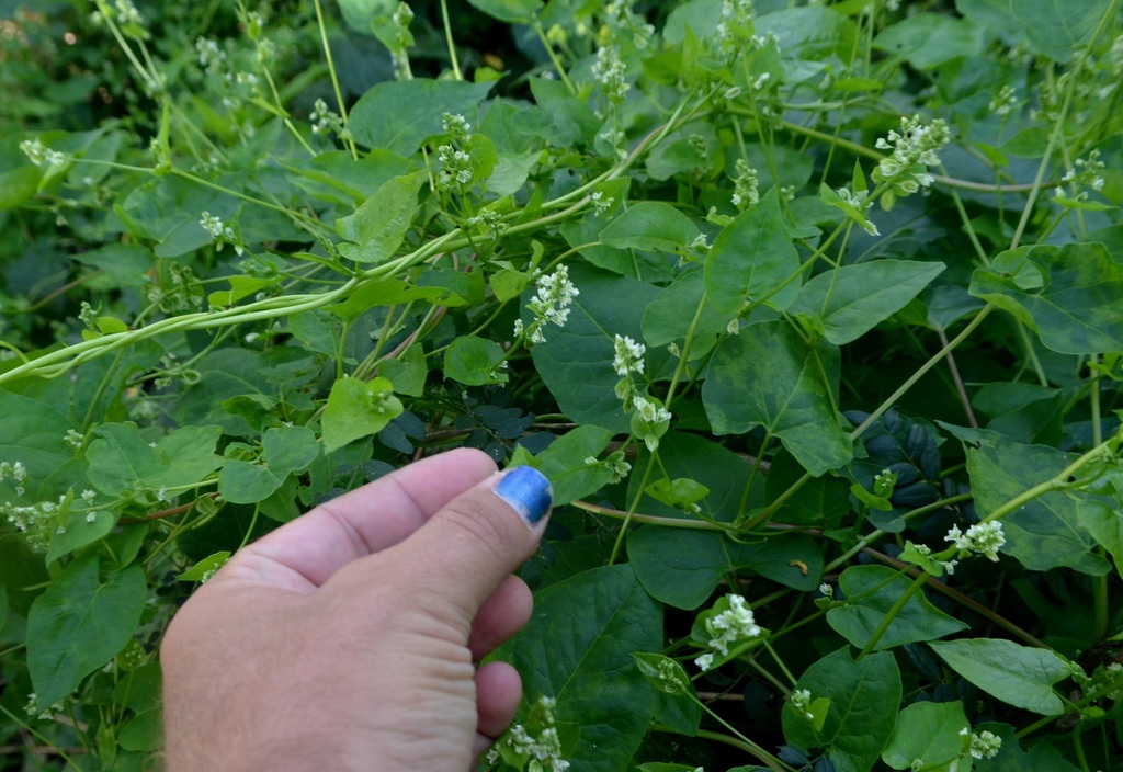 climbing false buckwheat (Fallopia scandens) - Botanical Realm