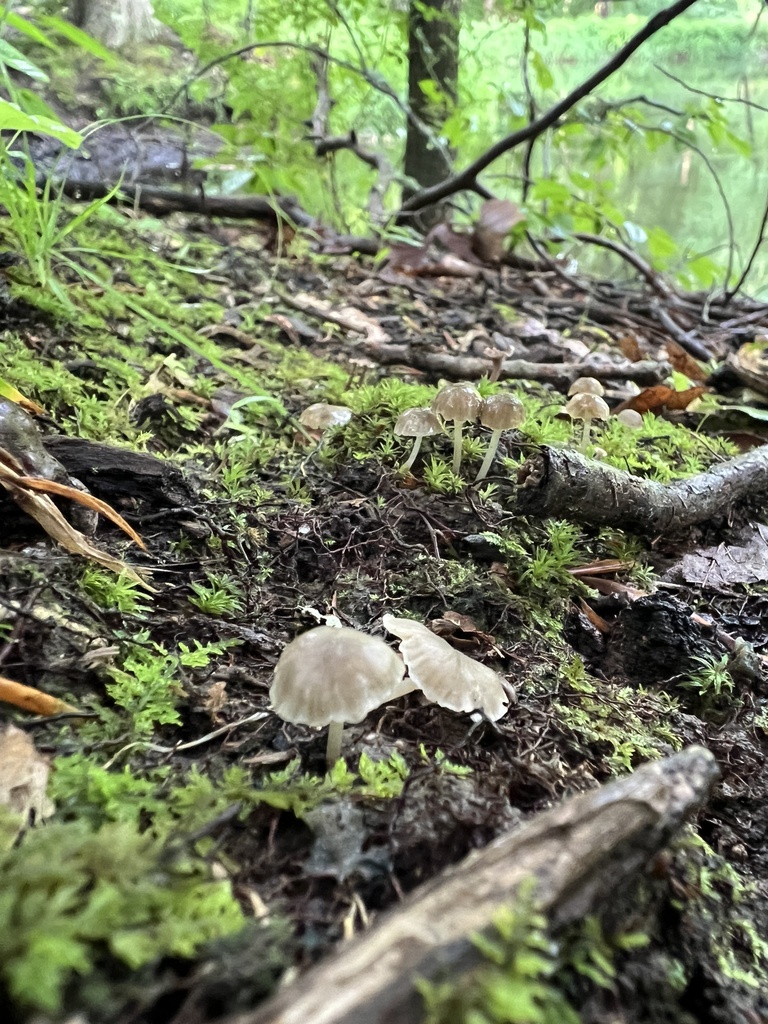 Hydropus praedecurrens from Albert Johnson Rd, Nashville, IN, US on ...