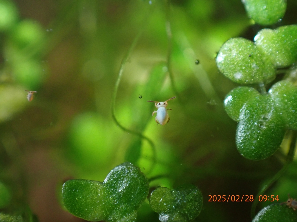 Sminthurides aquaticus from Penryn TR10 9EP, UK on February 28, 2025 at ...