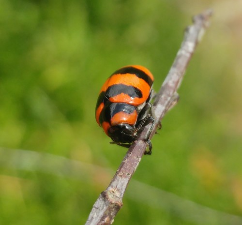 Diapromorpha pinguis · iNaturalist