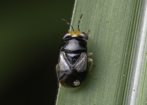Geocoris (SBBG Lompoc SWP Floral Visitor Guide ) · iNaturalist