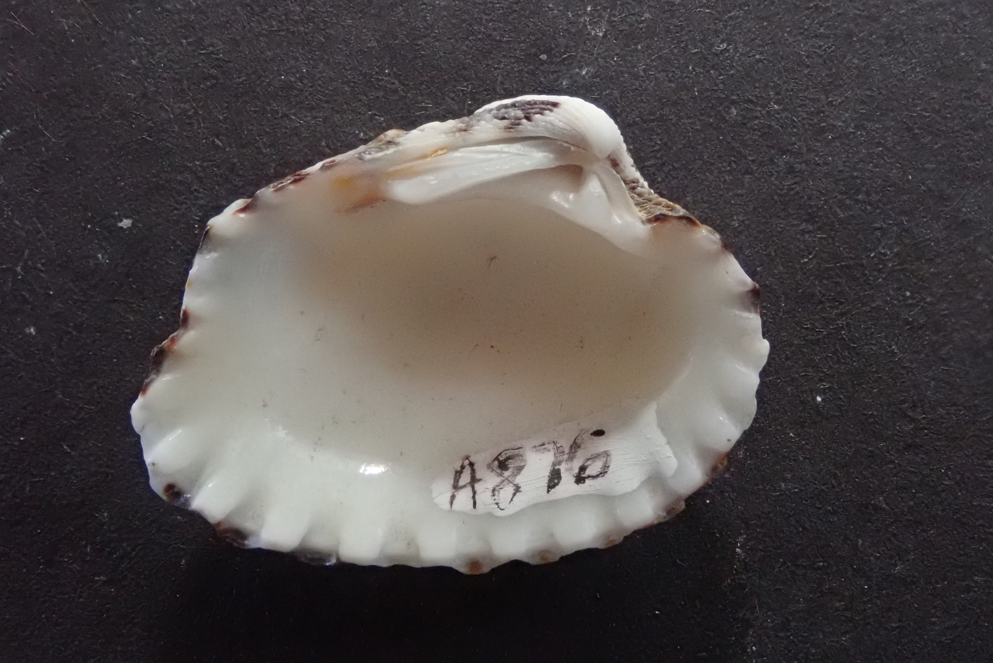 Cardites laticostatus (G.B.Sowerby I, 1833)