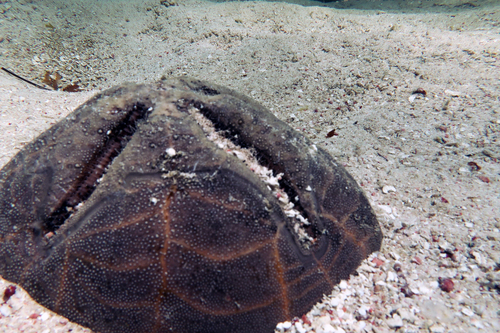 Erizo corazón (Meoma ventricosa subsp. ventricosa)