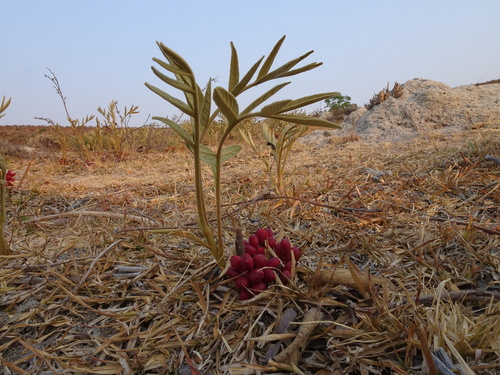 Lannea rubra · iNaturalist