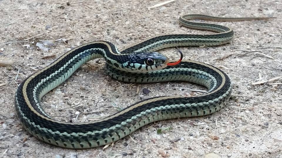 Texas Garter Snake (Thamnophis sirtalis annectens) - Snakes and Lizards