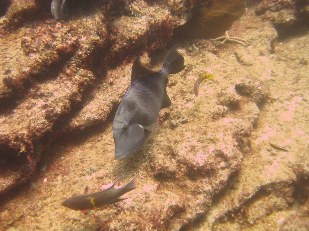 Stone Triggerfish from Parque Nacional Cabo Pulmo, Cabo Pulmo, Los ...