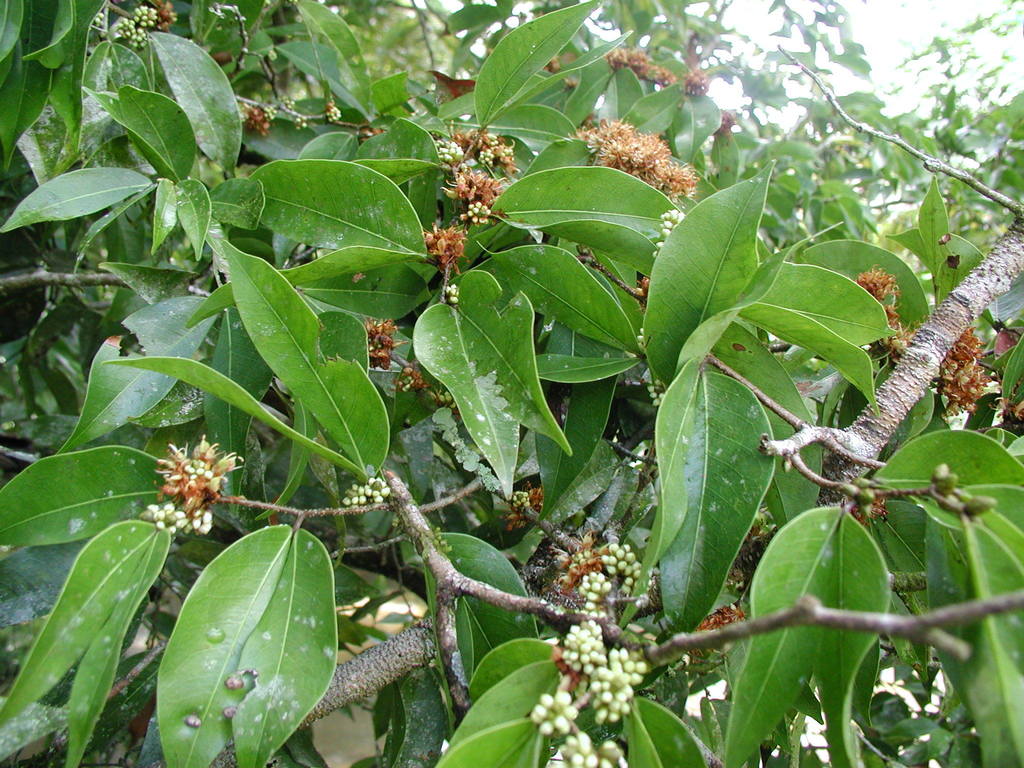 Cynometra retusa from Columbia River Forest Reserve, Toledo District ...