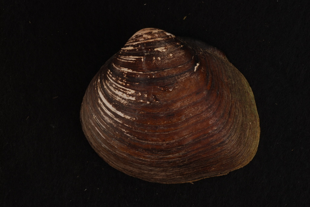 Pimpleback from Navarro County, TX, USA on July 2, 2009 at 10:09 AM by ...