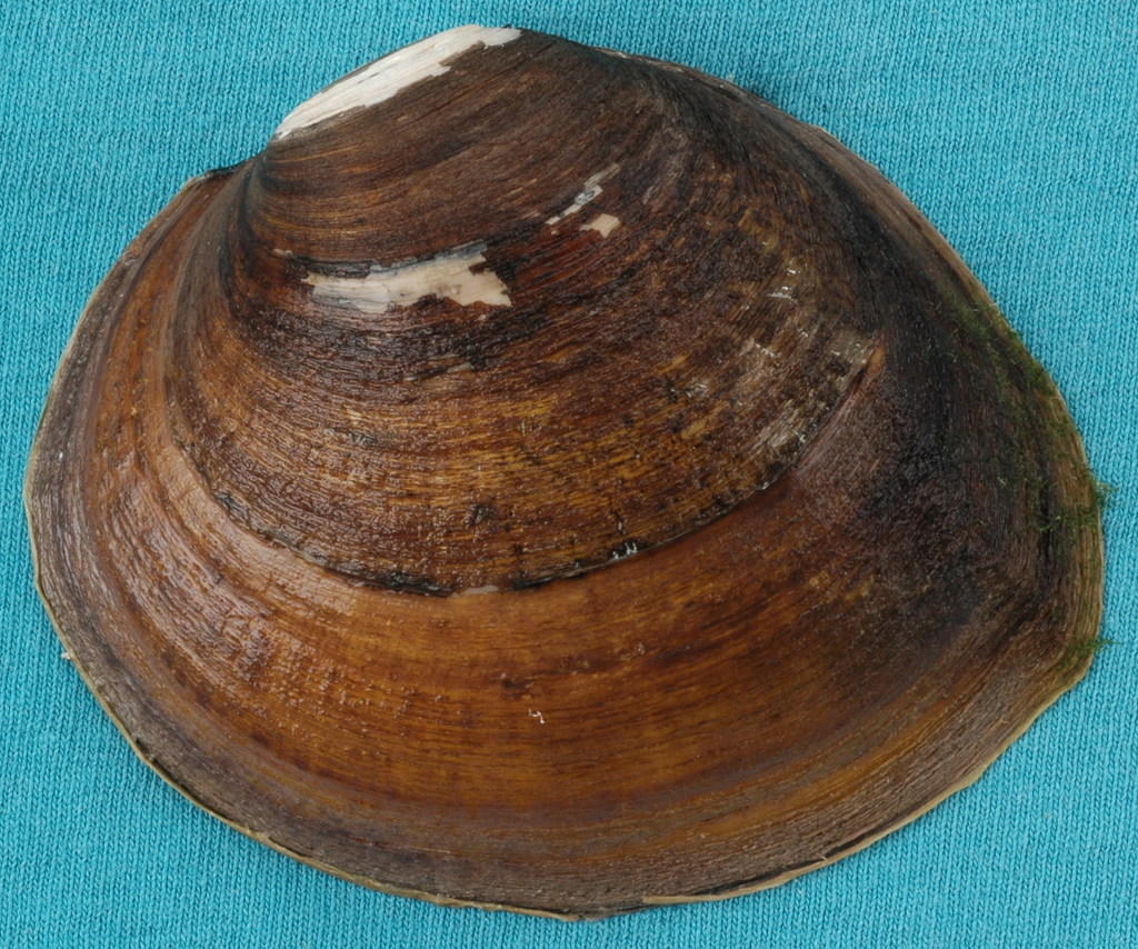 Round pearlshell (Bivalves of the United States Pt.2) · iNaturalist