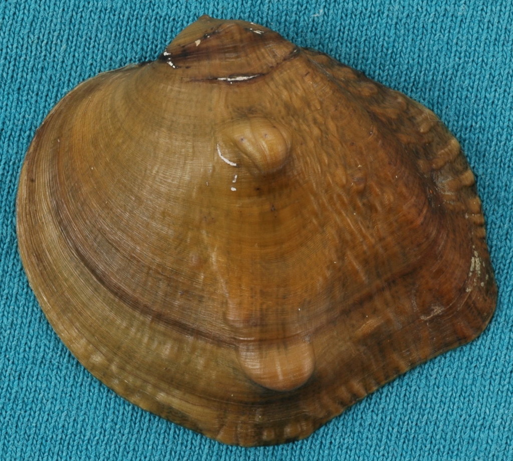 Three-horn Wartyback (Bivalves of the United States Pt.2) · iNaturalist
