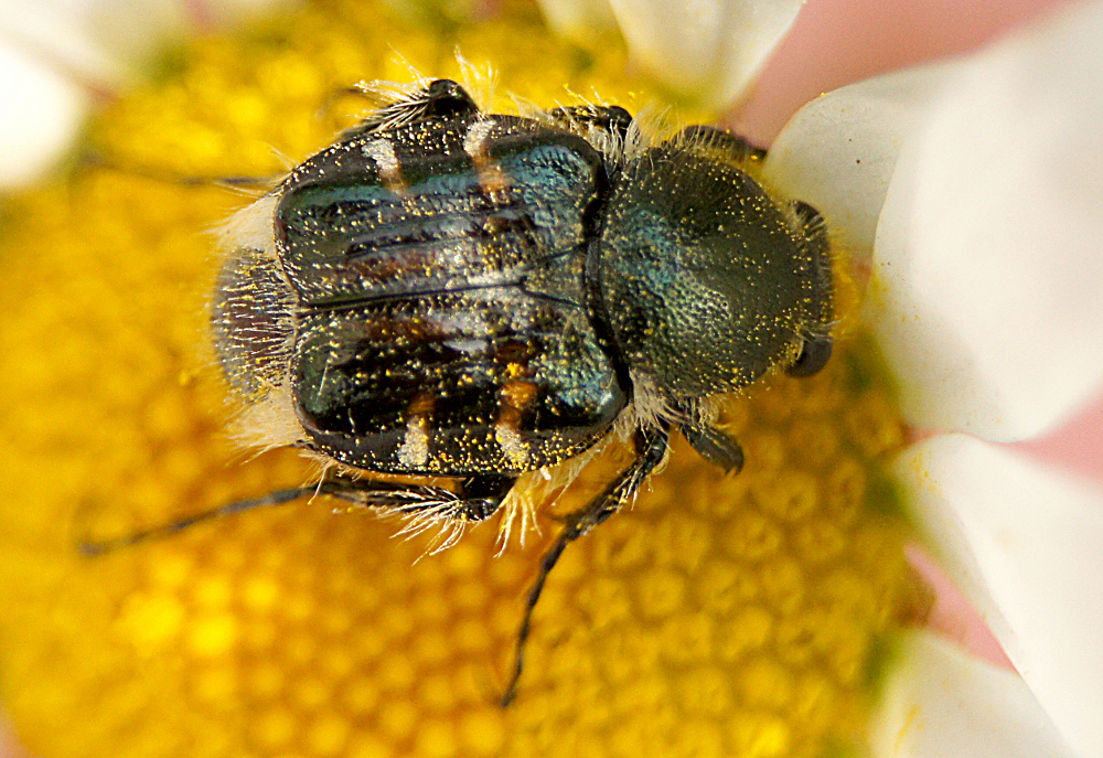 Bee-like Flower Scarab (Coleoptera of Ohio) · iNaturalist