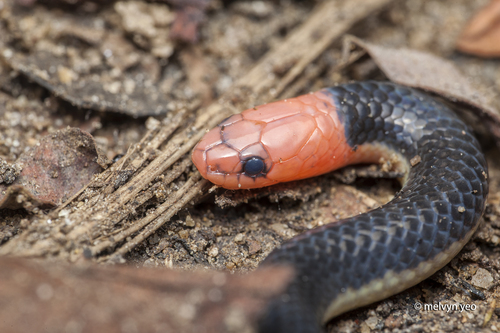 Variable Reed Snake (Calamaria lumbricoidea) - Snakes and Lizards