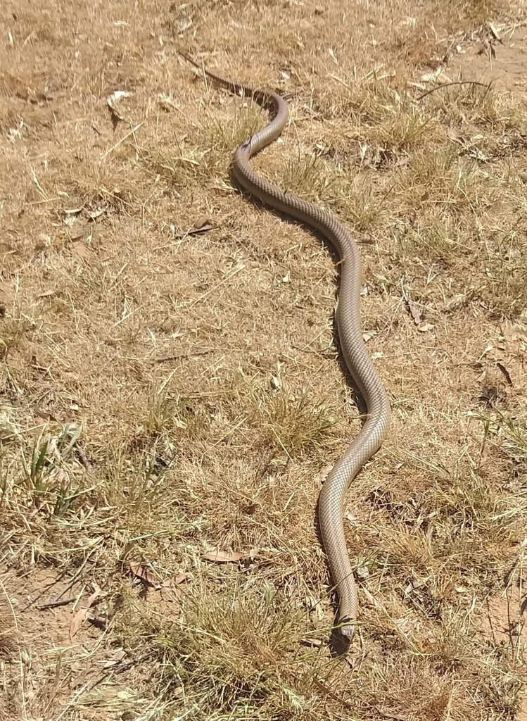 Eastern Brown Snake from Cussen Park, Tatura, VIC, AU on October 12 ...