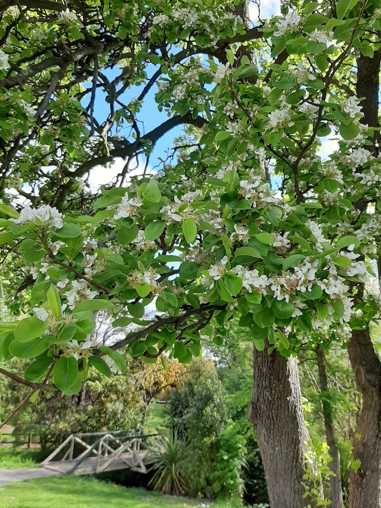 Common Pear from Halswell Rd near Larsens Rd, Halswell, Christchurch ...