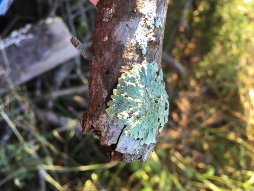 Xanthoparmelia substrigosa · iNaturalist