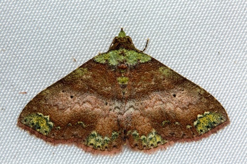 Dunira scitula · iNaturalist