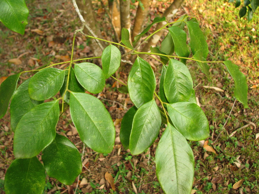 Honduras rosewood in April 2008 by Jan Meerman · iNaturalist