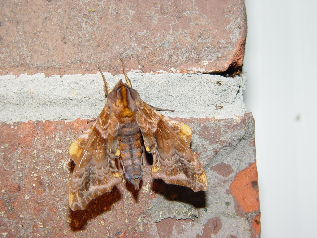 Small-eyed Sphinx from Along Ijams Branch, off of Co. Rd. 275 ...