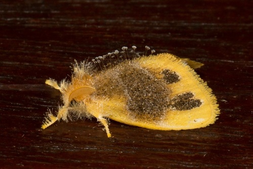 Arna mesilauensis · iNaturalist