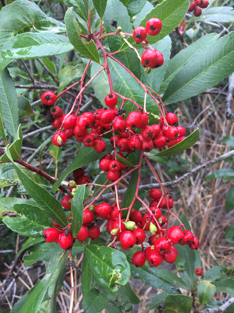 Toyon (Upper Sanborn Survey) · iNaturalist