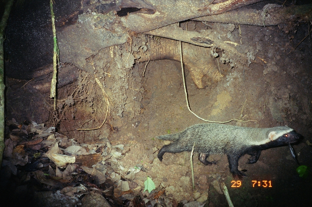 Greater Grison (Galictis vittata) - Know Your Mammals
