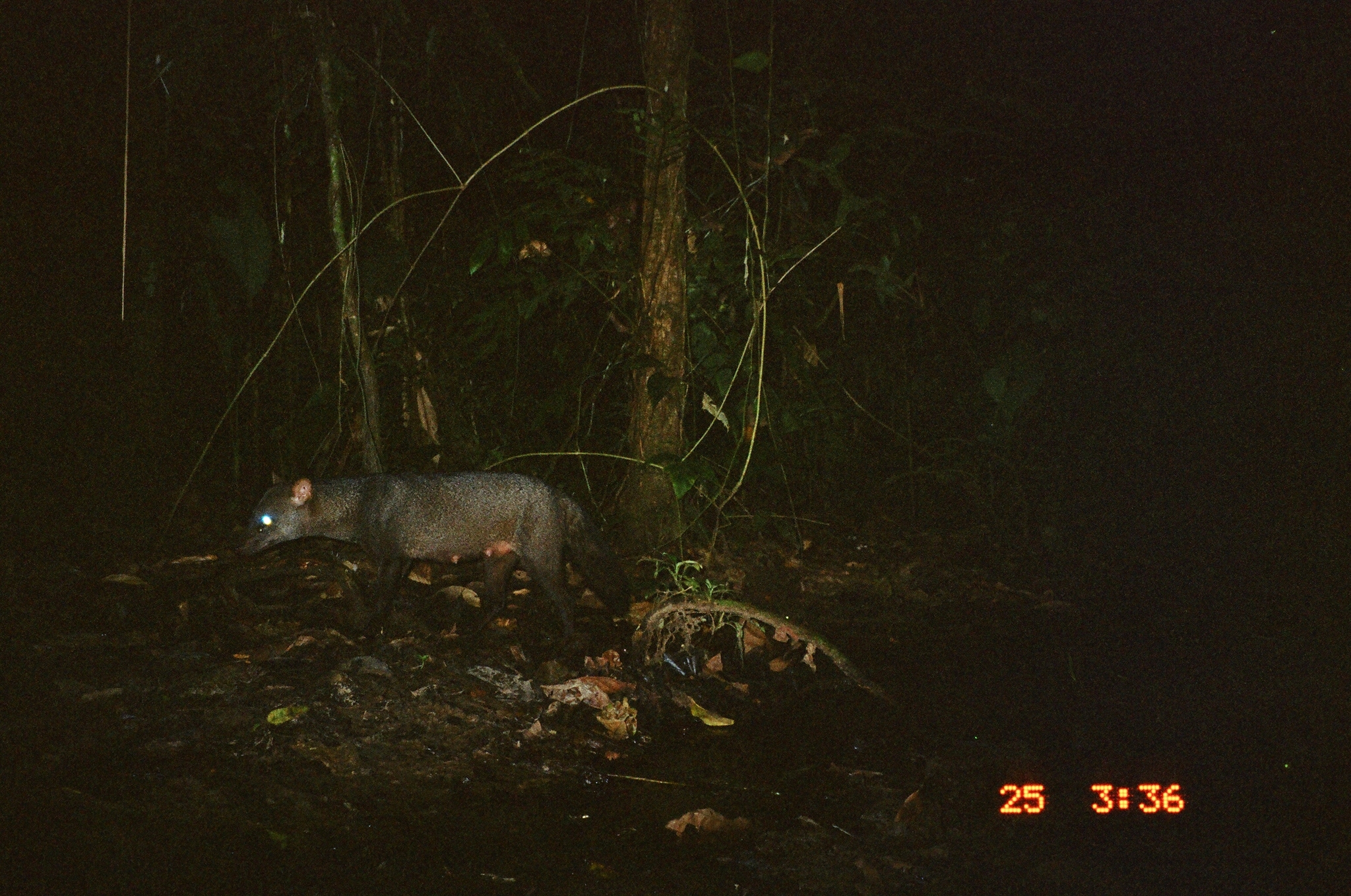 Atelocynus microtis (Sclater, 1883)