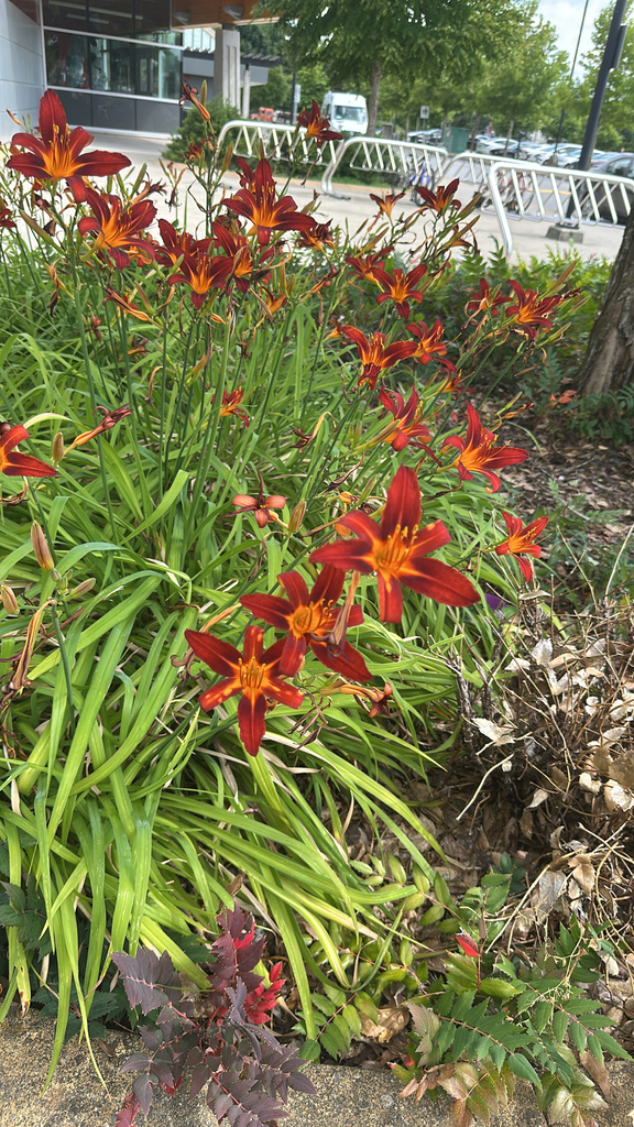 orange day-lily from Bevan Ave, Abbotsford, BC, CA on July 14, 2025 at ...