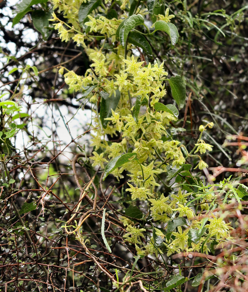 Clematis foetida from Long Bay Scenic Reserve, Banks Peninsula on ...