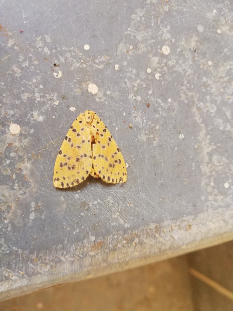 Tiger Moths and Allies from Kerala 670308, India on October 9, 2019 at ...