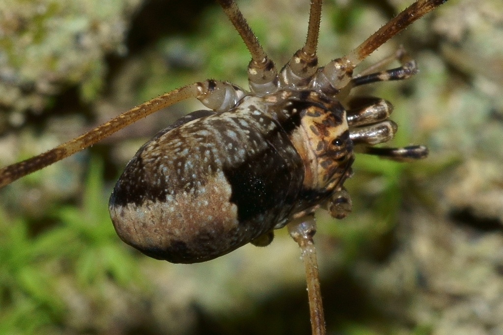Forsteropsalis inconstans from Muritai, Eastbourne, Lower Hutt 5013 ...