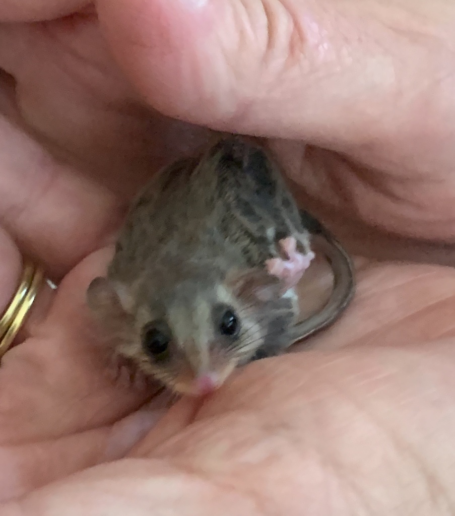 Feather-tailed Gliders and Possums (Acrobatidae) - Know Your Mammals