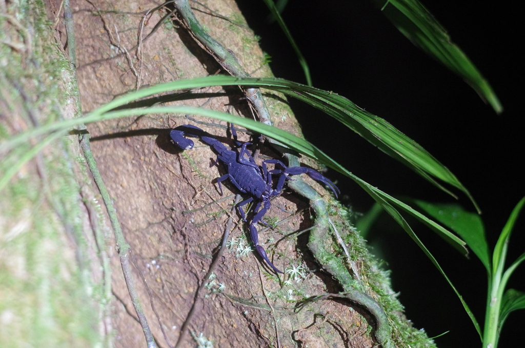 Tityus obscurus from Réserve Trésor on August 18, 2018 at 12:13 AM by ...