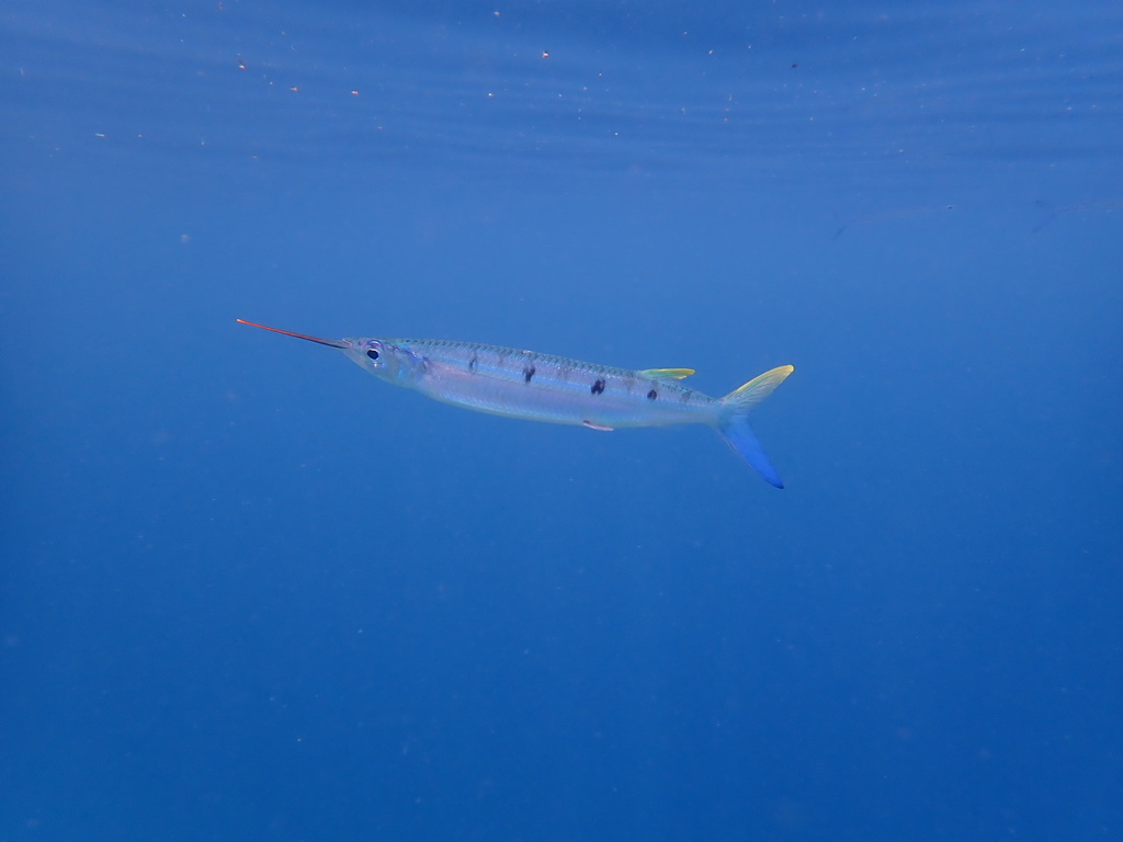 Black-barred Halfbeak (Hemiramphus far) - Marine Life Identification