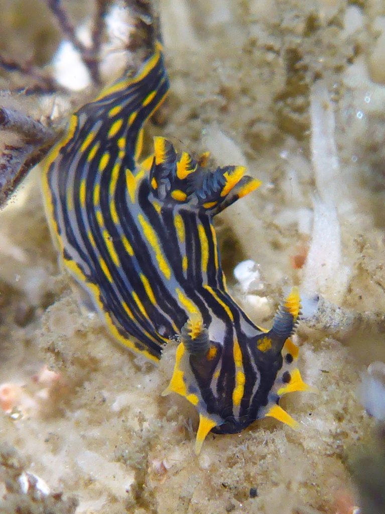Sorcerer's Dorid (China Cove Organisms) · iNaturalist