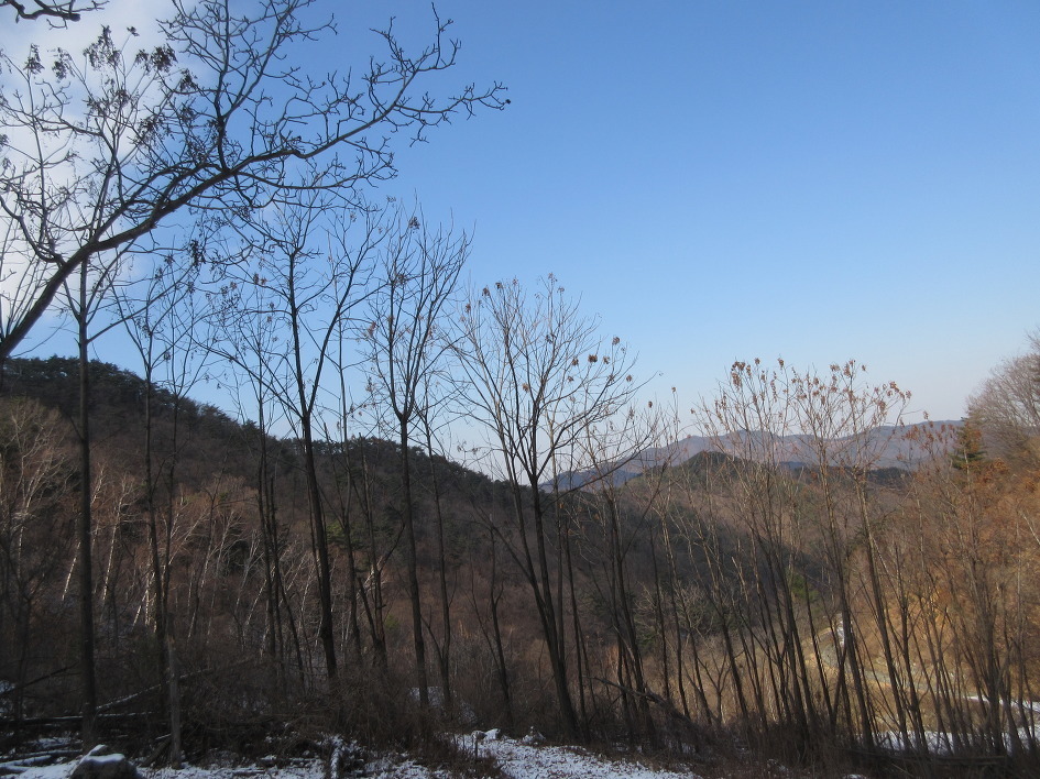 Tun tree from 대한민국 충청남도 천안시 동남구 on January 14, 2016 at 01:22 PM by ...