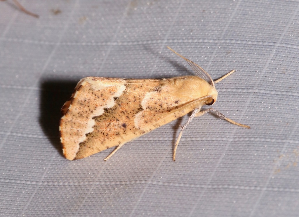 Sicya morsicaria (Siskiyou Moth Project: Colestin Moth Species ...