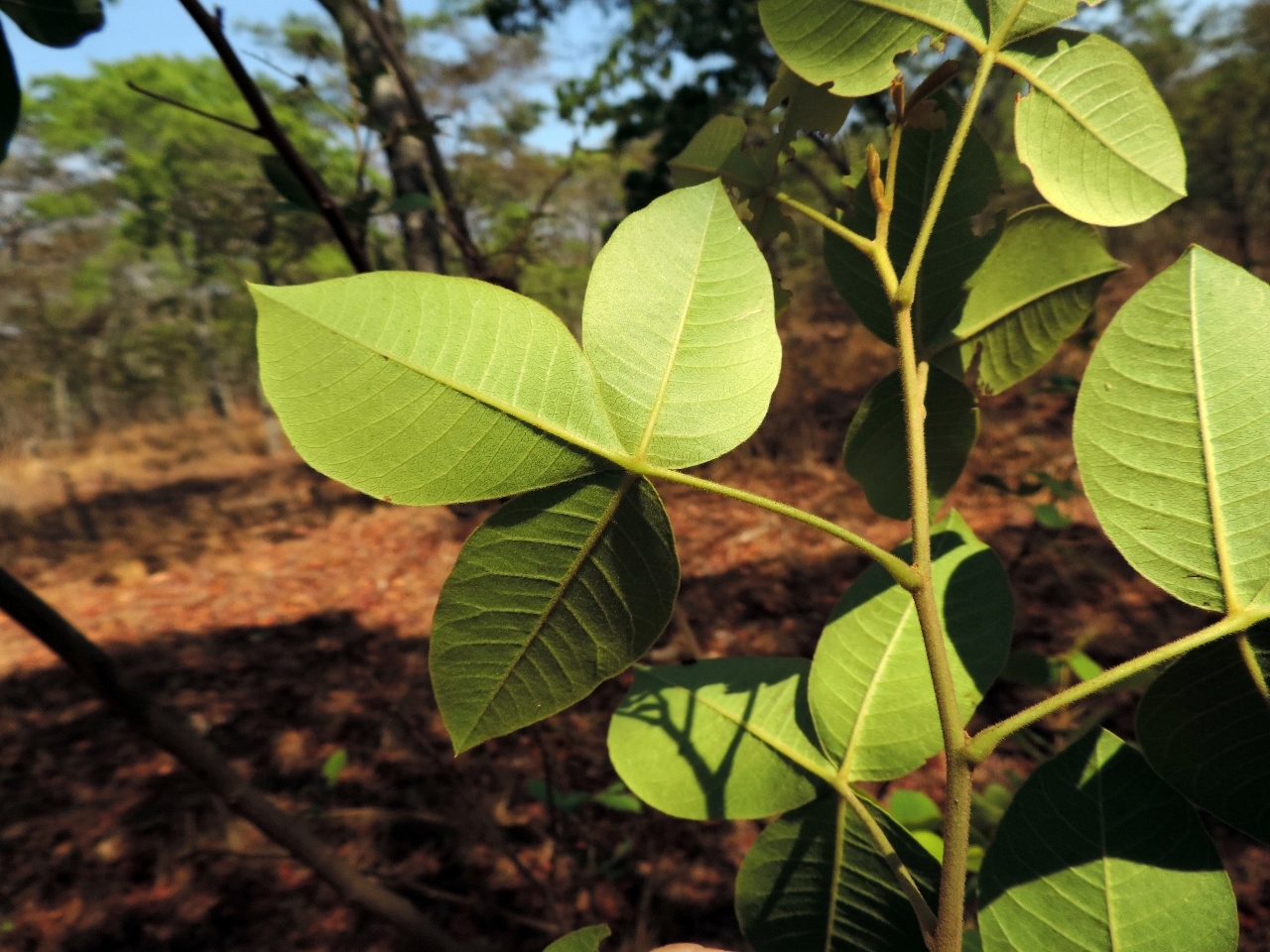 Searsia longipes (Engl.) Moffett