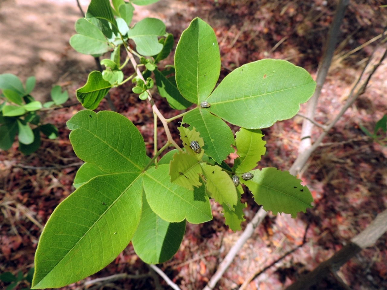 Searsia longipes (Engl.) Moffett