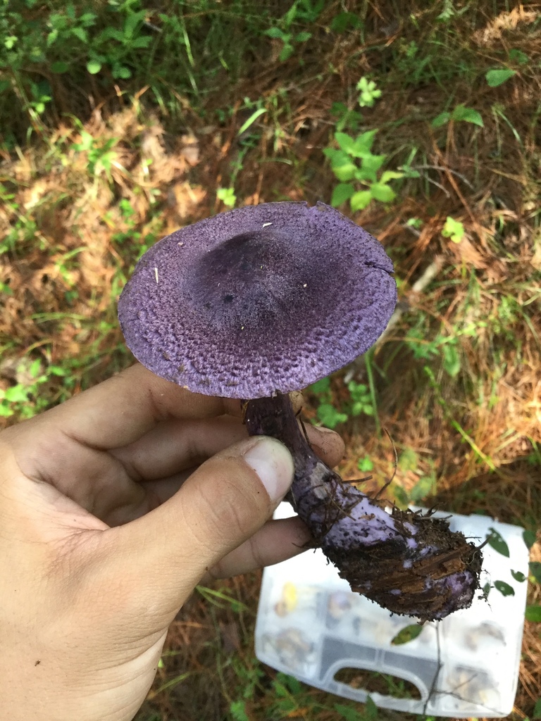 violet webcap from Pinal de Amoles, QRO, MX on September 21, 2019 at 10 ...