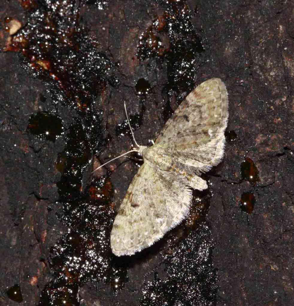 Common Eupithecia Moth from Le Rocher-Percé, QC, Canada on October 11 ...