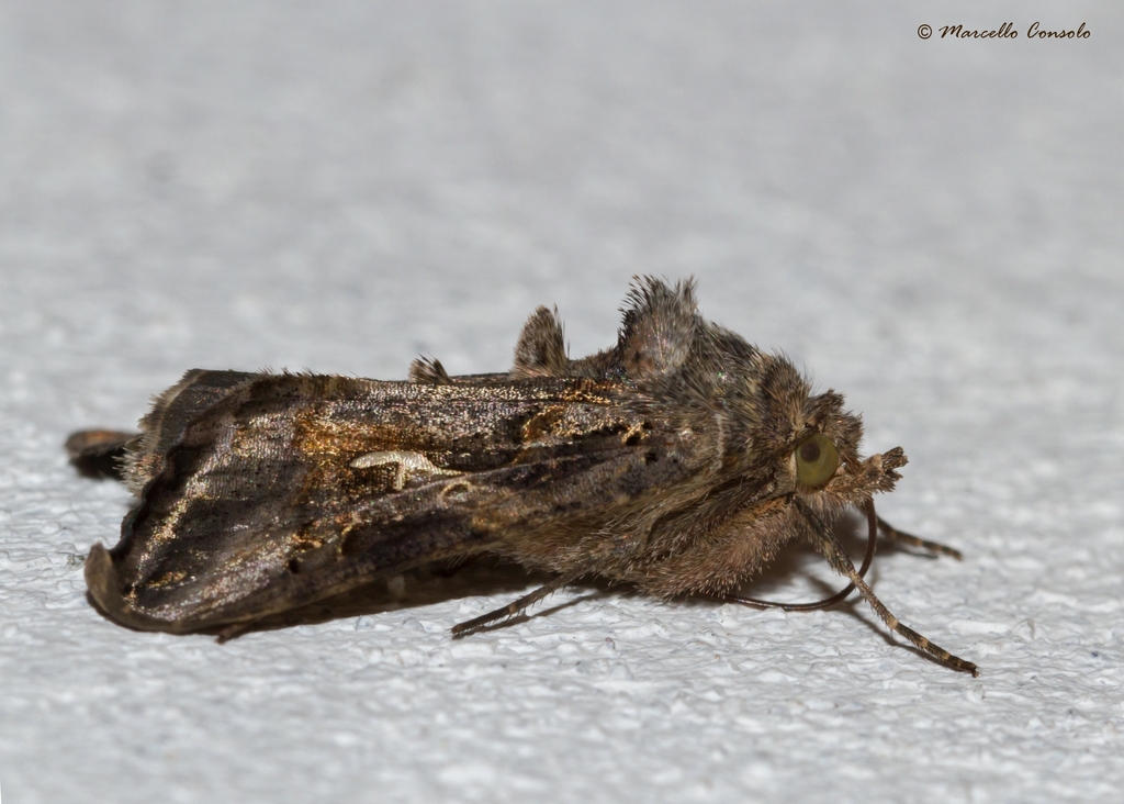 Plusia Gamma (Invertebrados del Massís del Montseny) · iNaturalist