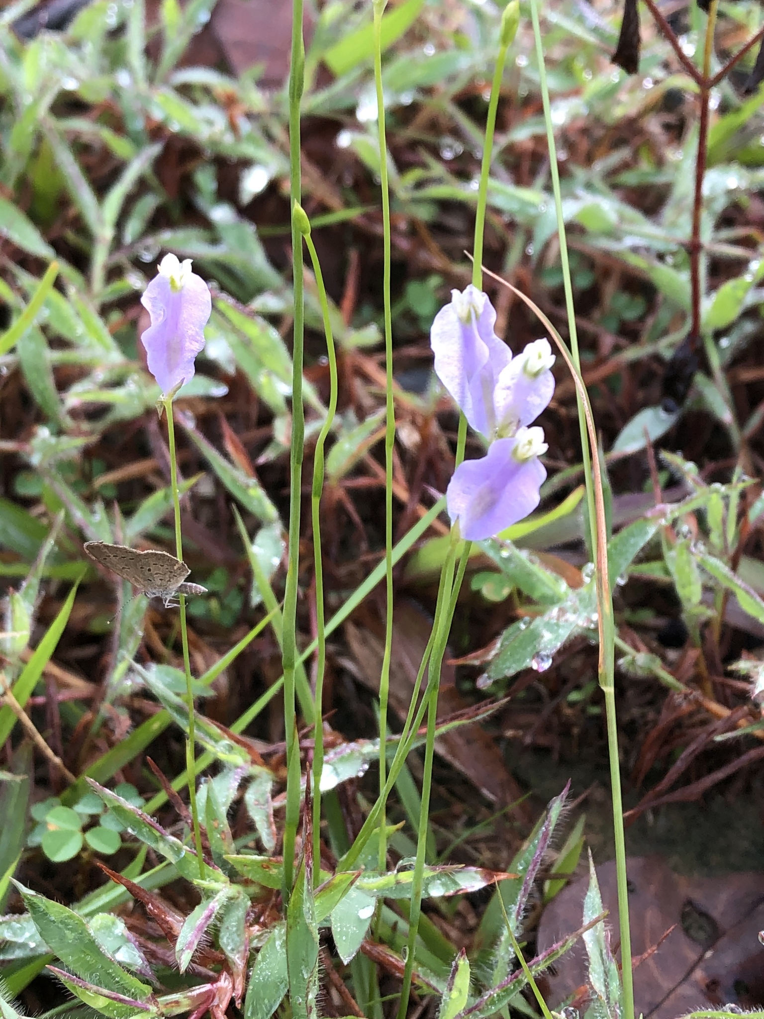 Burmannia coelestis D.Don