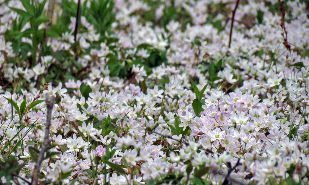 Carolina spring-beauty from Tater Hill Plant Conservation Preserve on ...